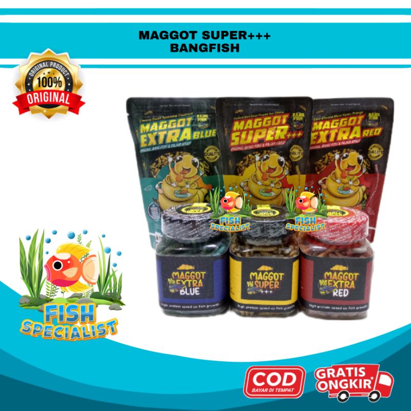 Jual MAGGOT SUPER +++ EXTRA RED BLUE 30GRAM - BANG FISH X FAJAR ARIEF ...
