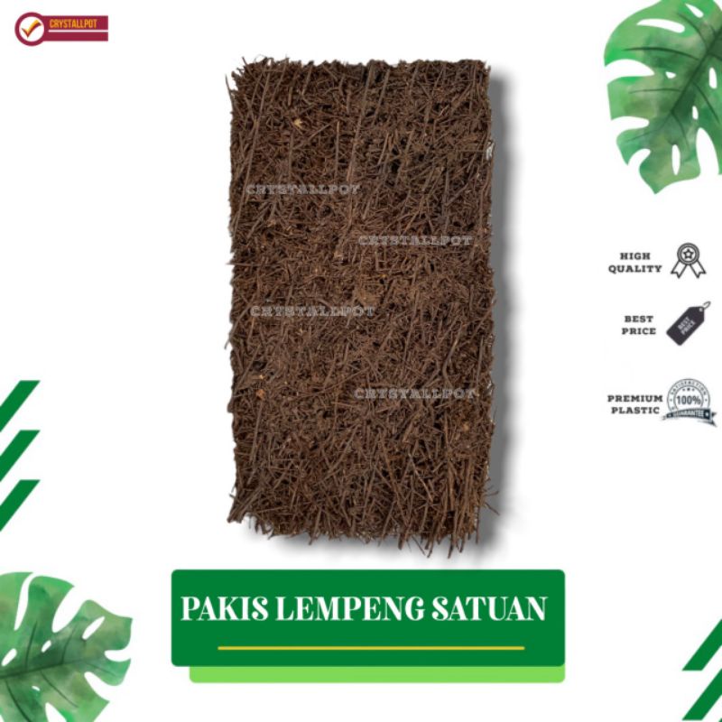 Jual MEDIA TANAM ANGGREK PAKIS PAPAN LEMPENG - PAKIS LEMPENG SATUAN ...