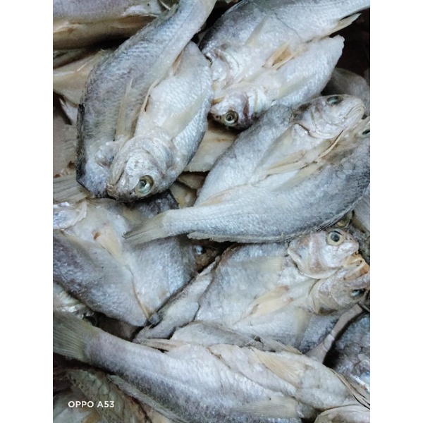 Jual Ikan Asin Gulama Belah | Shopee Indonesia