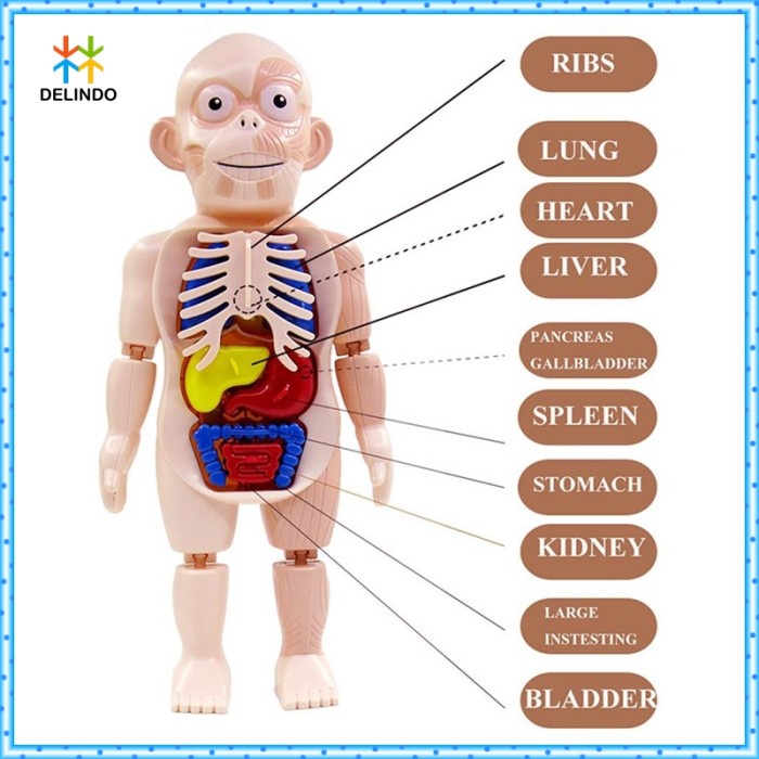 Jual Mainan Edukasi Anatomi Tubuh Manusia Human Organ Anatomy Model Belajar | Shopee Indonesia