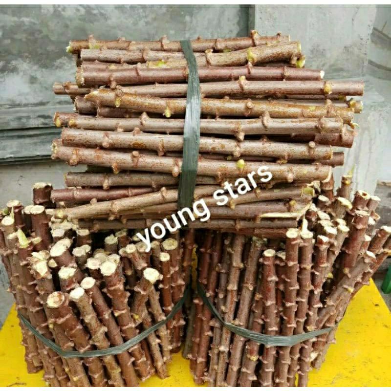 Jual bibit singkong kuning/singkong keju/paket 15 batang plus bonus ...