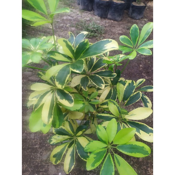 Jual pohon Walisongo tanaman wali songo daun Walisongo parigata 50cm ...