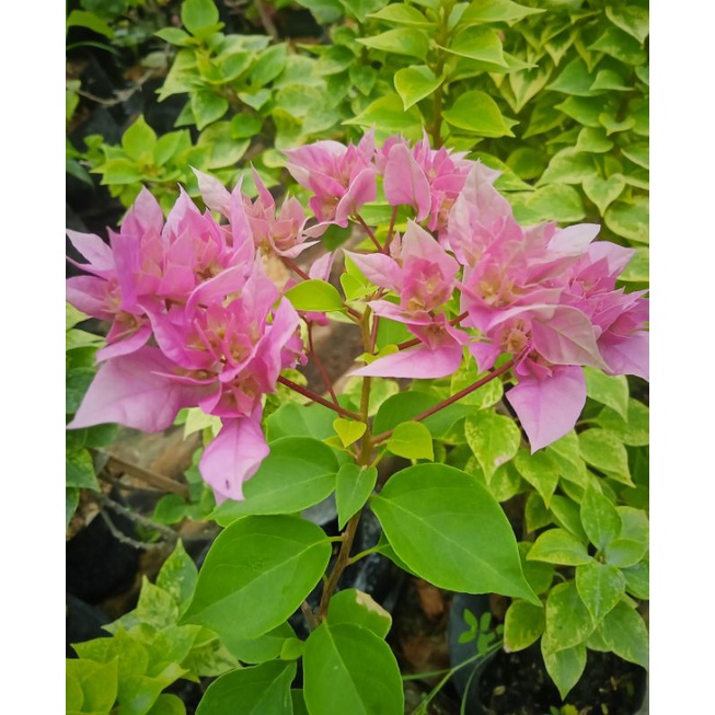 Jual Bougenville Bunga Tumpuk Pink Hawai Pink Shopee Indonesia