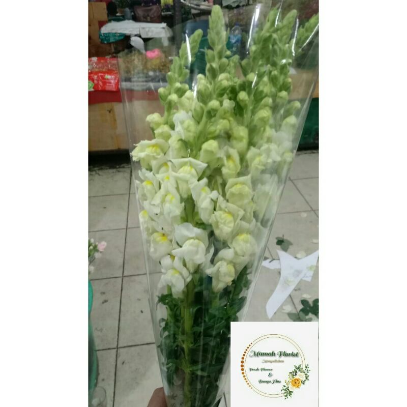 Jual BUNGA SNAPDRAGON | Shopee Indonesia