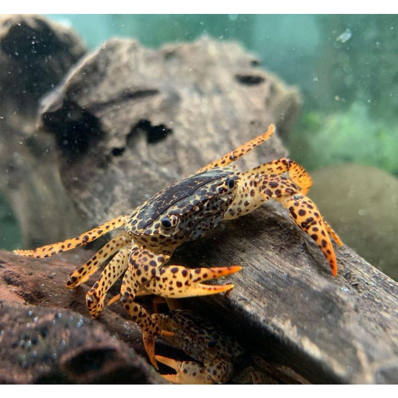 Jual kepiting hias air tawar panther crab sulawesi / aquarium aquascape | Shopee Indonesia