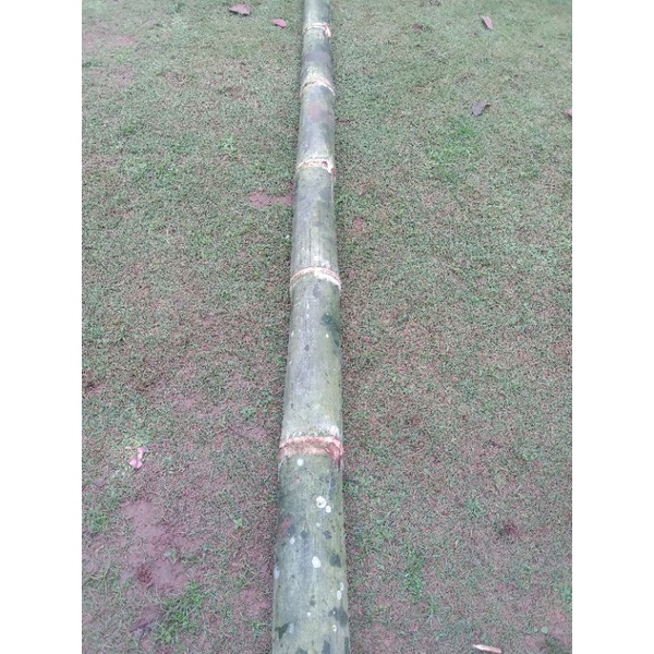 Jual Bambu Betung Bambu Bitung Bulat Utuh 250cm | Shopee Indonesia