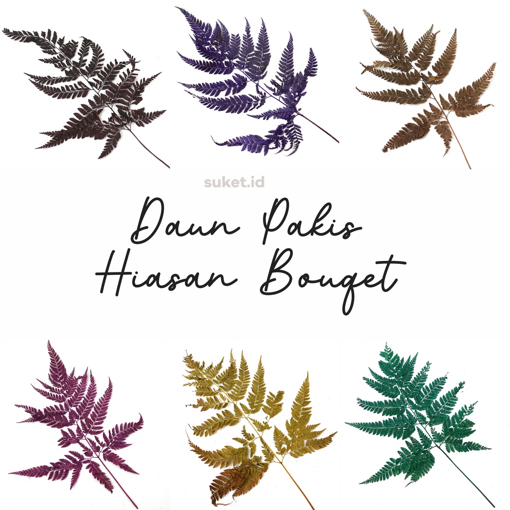 Jual Daun Pakis Hiasan Buket / Daun Kering | Shopee Indonesia