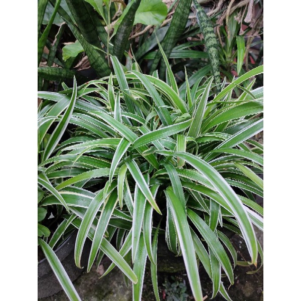 Jual Tanaman Hias Lili Paris / Bunga Bulu Ayam | Shopee Indonesia