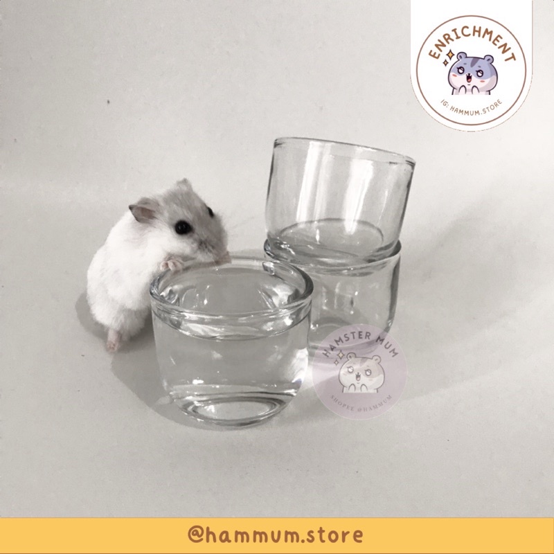 Jual HAMSTER WATER BOWL — Tempat Minum Hamster Kaca | Gelas Hamster ...