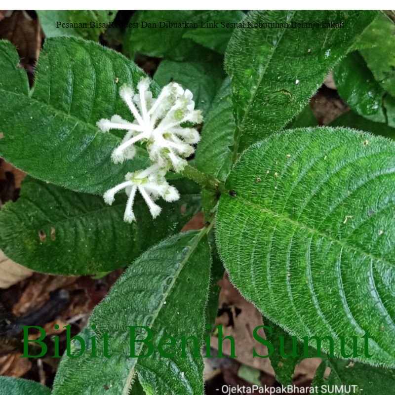Jual Tanaman Hidup Hias Ophiorrhiza Jungak White Green Forest Tanaman ...