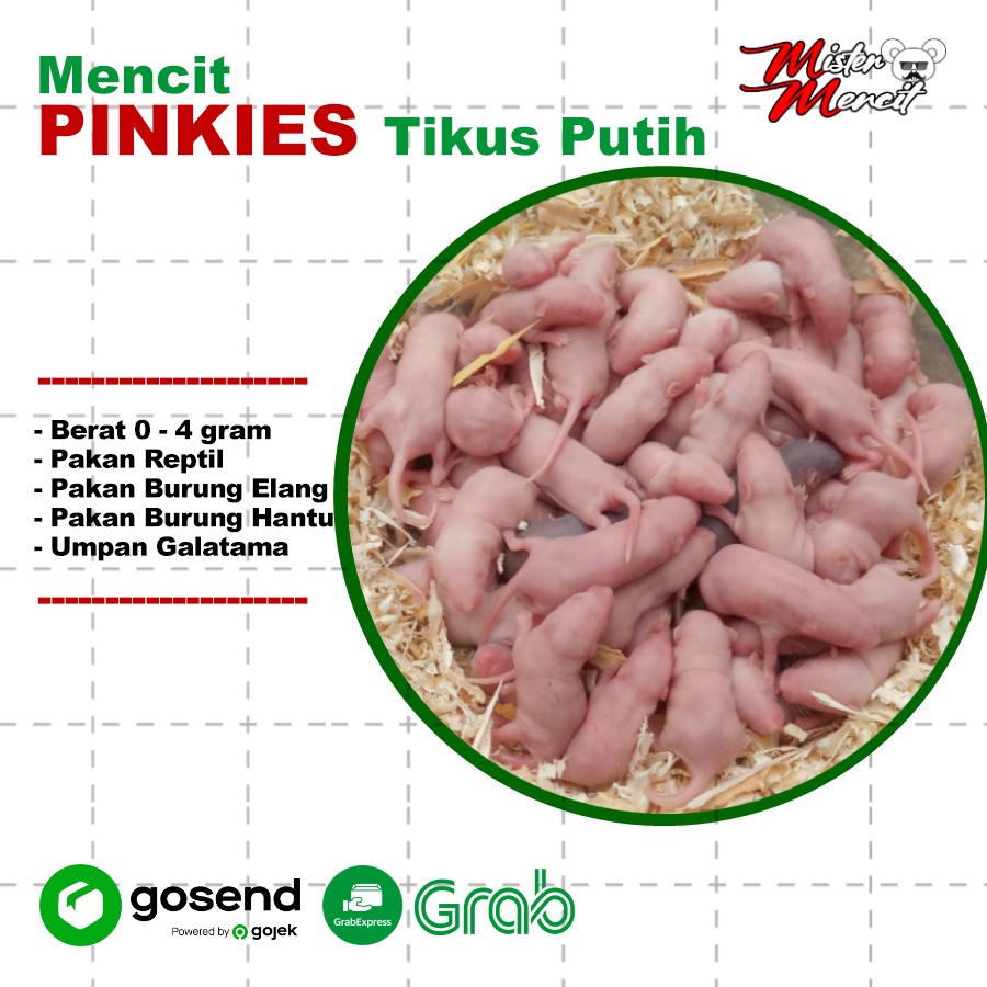 Jual Tikus Putih Mencit Pinkies | Shopee Indonesia
