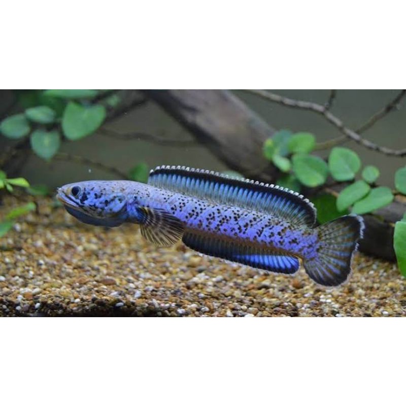 Jual channa pardalis,red mozaic & bleheri | Shopee Indonesia