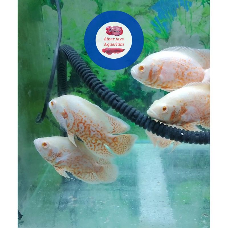 Jual Ikan Oscar Red Chilli / Oscar Paris Albino Red / Oscar Albino ...