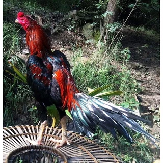 Jual Ayam Pakhoy Terlengkap & Harga Terbaru Juli 2024 | Shopee Indonesia