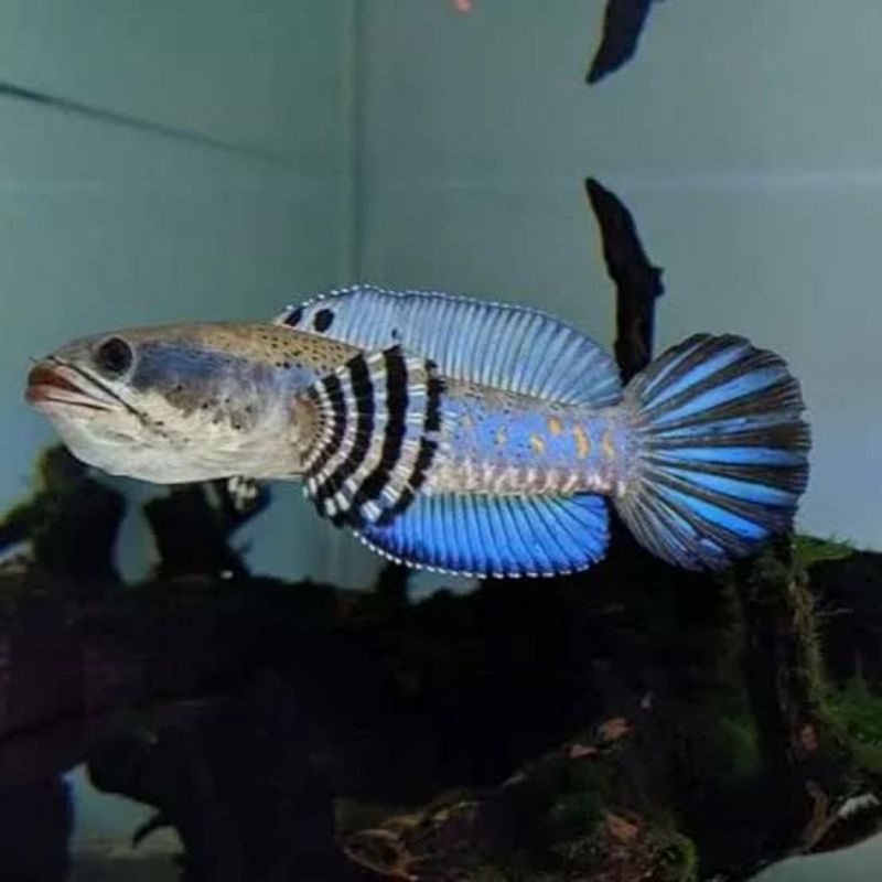 Jual blue pulcra replika hiasan aquarium 6-8 cm | Shopee Indonesia