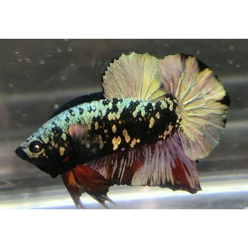 Jual Satu Pasang Plakat Avatar Cooper Male/Female | Shopee Indonesia