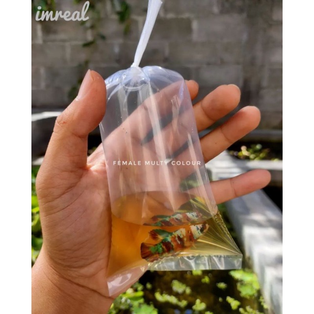 Jual plastik packing ikan cupang betina multy colour | Shopee Indonesia