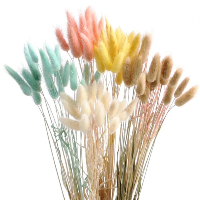 Jual 1 Bundle 80-90 Batang Besar Bunga Kering Bunny Tail Bunga Awetan ...