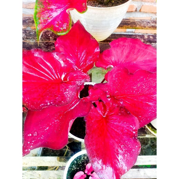 Jual Bunga Caladium Keladi Hias Red Hot Merah Merona | Shopee Indonesia