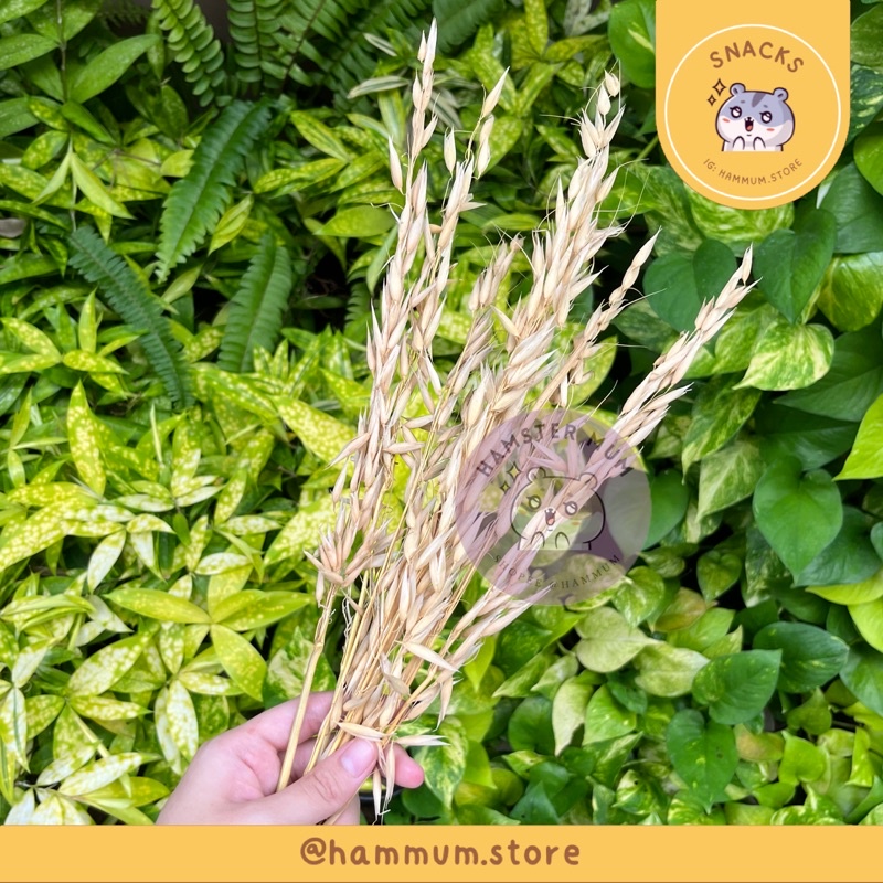 Jual Oat Spray Hamster Import | Snack Makanan Hamster Forage | Hamster ...