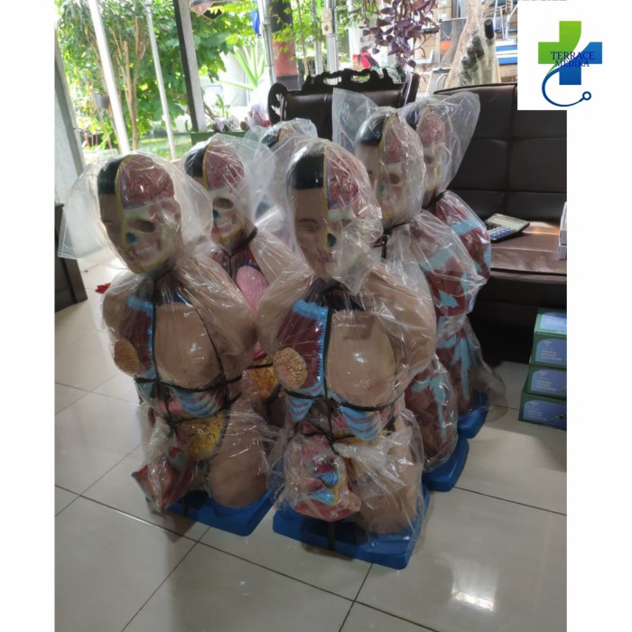 Jual Phantom Manekin / Manikin torso organ tubuh manusia / TORSO ...