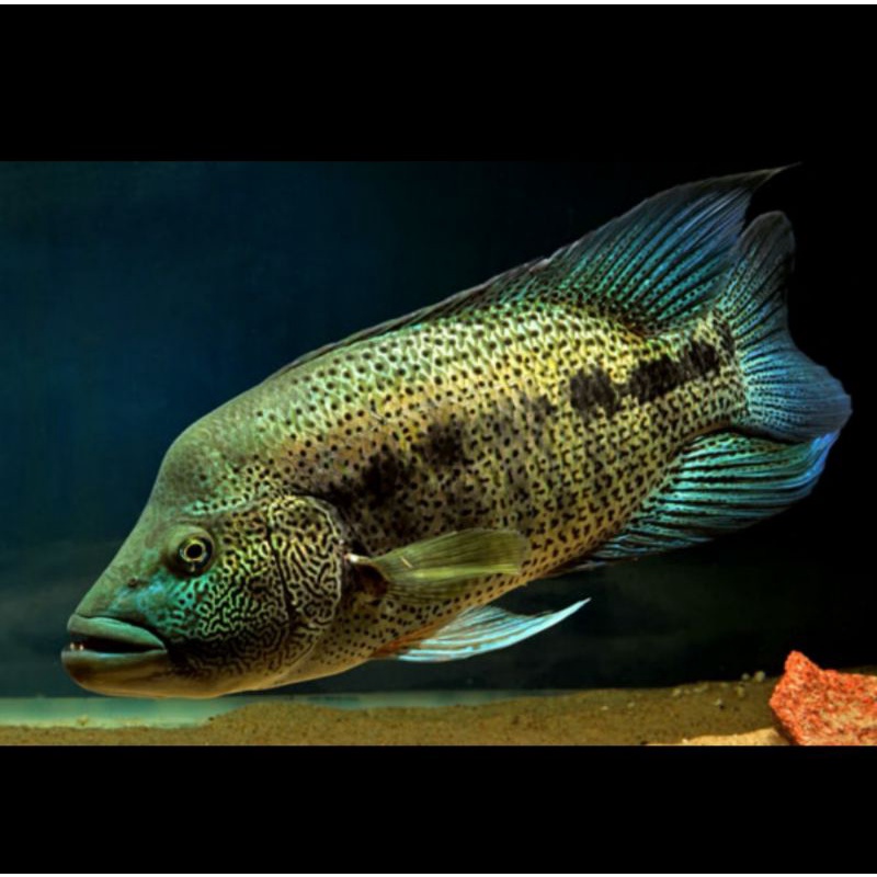 Jual Parachromis Dovii Jumbo Guapote Rainbow Bass Wolf Cichlid | Shopee ...