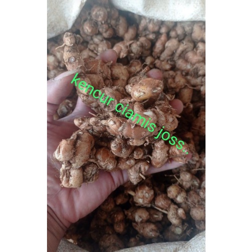 Jual KENCUR SEGAR ( 1kg ) KENCUR/CIKUR ASLI CIAMIS WANGI PEDAS ENAK ...