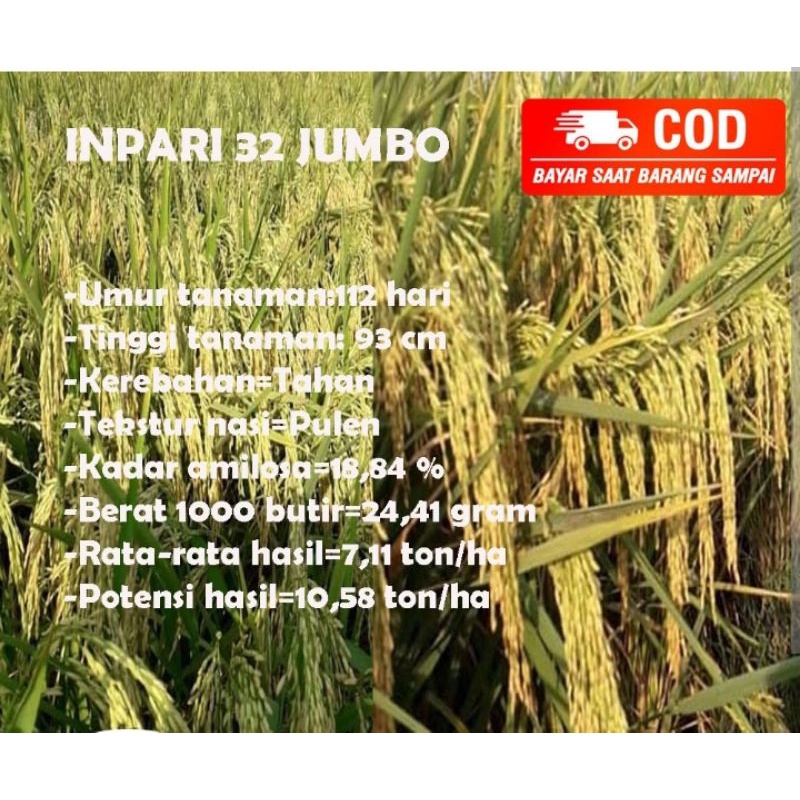 Jual 1KG BENIH PADI INPARI 32 JUMBO SUPER | Shopee Indonesia