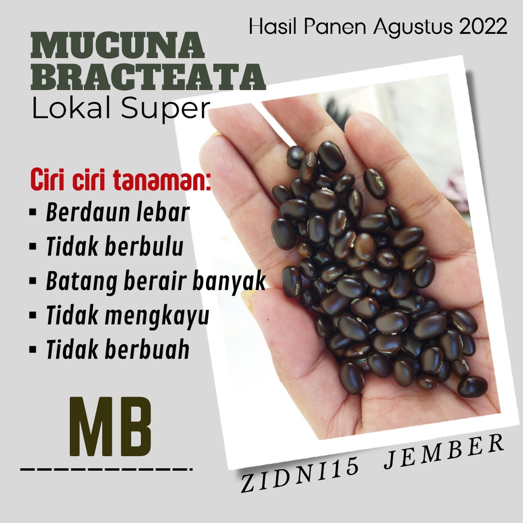 Jual 50GRAM BIJI BENIH MUCUNA BRACTEATA LOKAL SUPER MB MACONA LCC ...