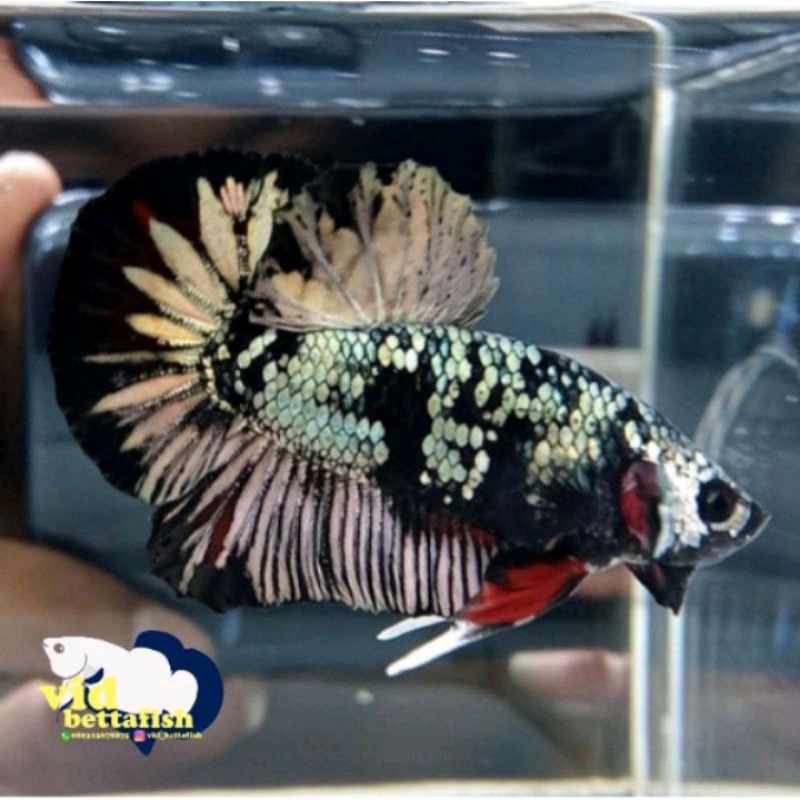 Jual PLAKAT AVATAR COOPER GOLD AVCG | Shopee Indonesia
