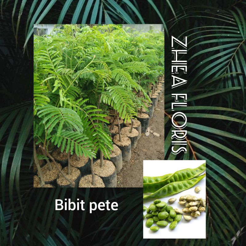 Jual Tanaman Bibit Petai/ Pete Super Rimbun | Shopee Indonesia