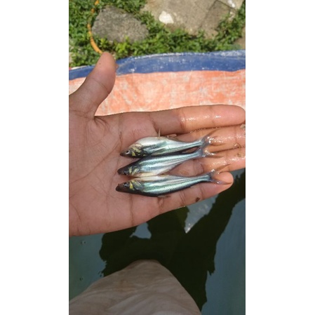 Jual bibit ikan patin ukuran satu jari | Shopee Indonesia