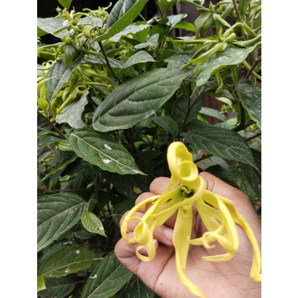 Jual Bunga kenanga 1 lusin | Shopee Indonesia