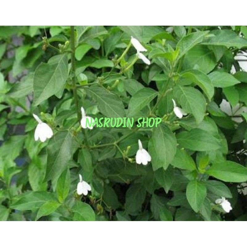 Jual Fresh Segar DAUN TAREBAK SEGAR TAREBA MANUKAN DAUN BURUNG ...
