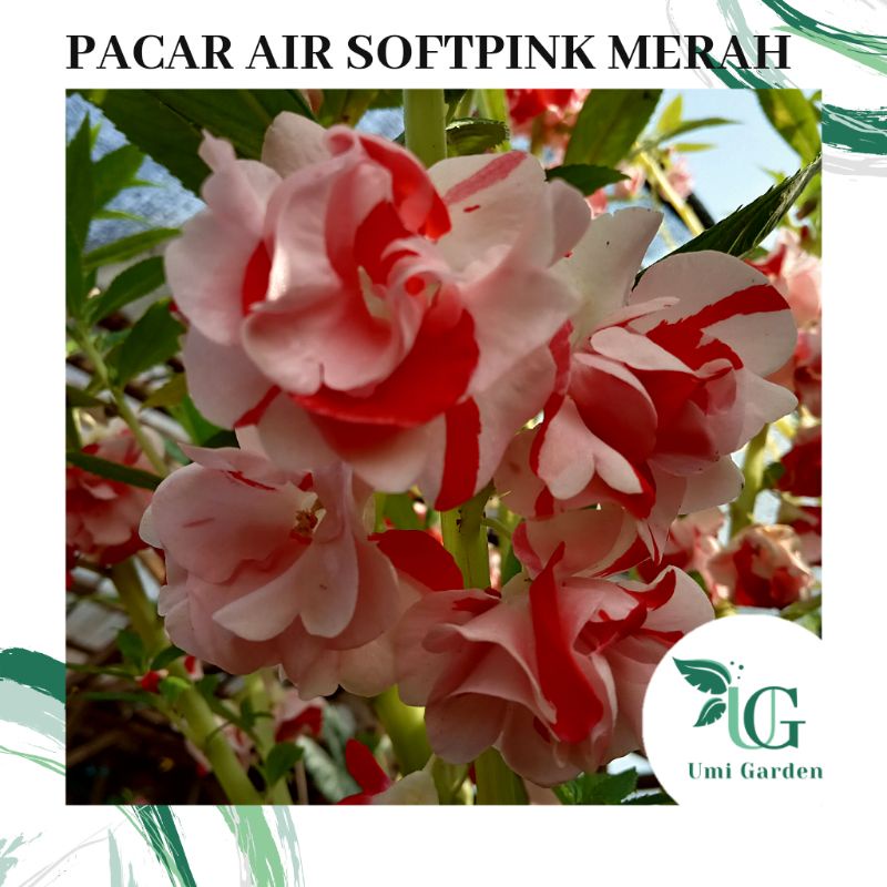 Jual 50 Biji Benih Bunga Pacar Air Softpink Merah Tumpuk Impatiens Rose ...