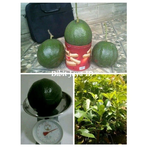 Jual Bibit Tanaman Alpukat Hawai Jumbo Original - Hasil Okulasi ...