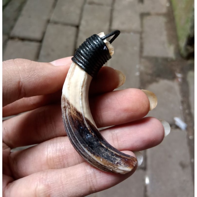 Jual TARING BABI HUTAN ASLI 100% Tarbi Atas Original | Shopee Indonesia