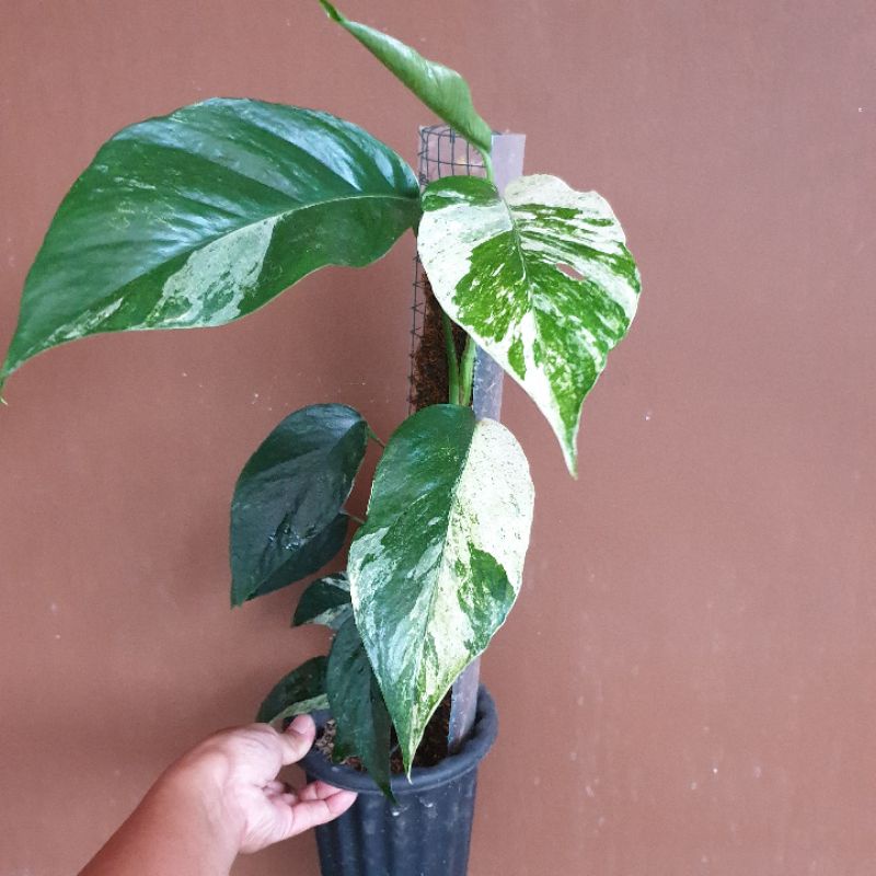 Jual epipremnum Hanoman sp Bali varigata | Shopee Indonesia