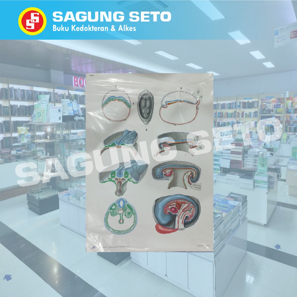 Jual CHART EMBRYOLOGY II V2067U / POSTER EMBRYOLOGY II | Shopee Indonesia