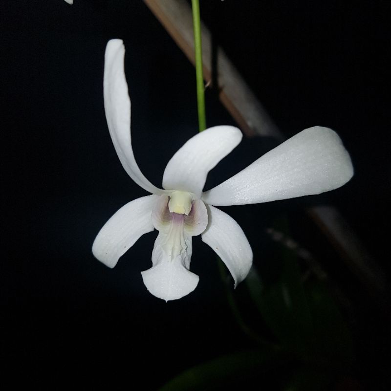 Jual Anggrek Dendrobium Capung Jawa Putih Bunga Wangi | Shopee Indonesia