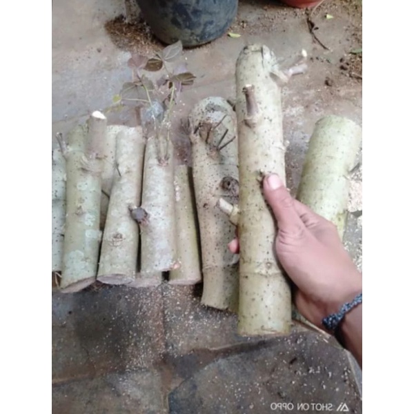 Jual Bahan stek waru merah super red | Shopee Indonesia