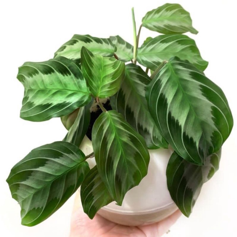 Jual tanaman hias maranta noid - maranta - tanaman maranta - calathea ...