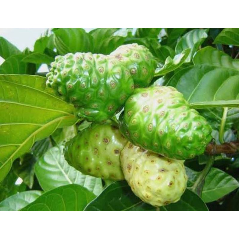 Jual 5 KG Buah mengkudu Buah pace Buah Noni | Shopee Indonesia