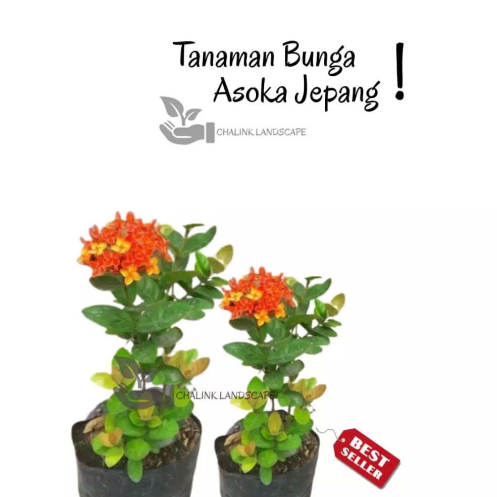 Jual Tanaman hias asoka jepang / tanaman bunga asoka jepang / tanaman ...