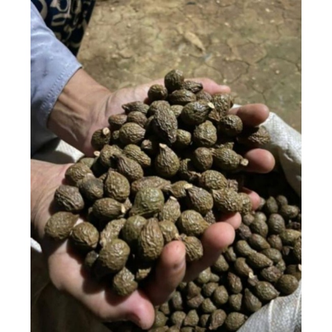 Jual Buah Tempayang/Kembang semangkuk | Shopee Indonesia