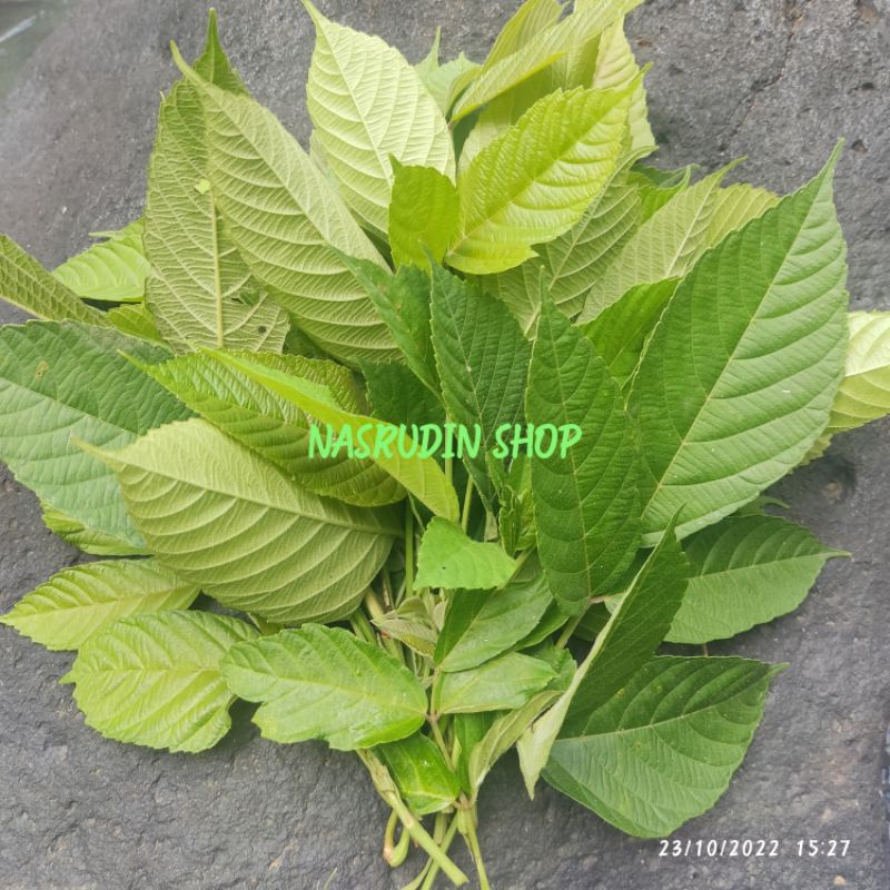 Jual DAUN GIRANG GIRANG SEGAR 1KG / DAUN SULANGKAR Leea indica | Shopee ...