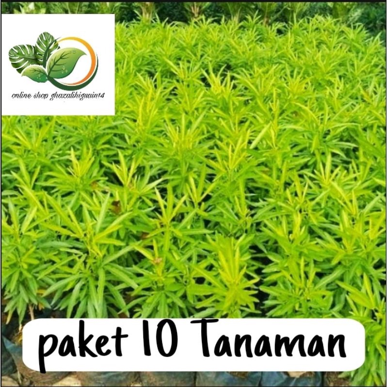 Jual Paket 10 Tanaman Hias Zodiak - tanaman Pengusir nyamuk - tanaman ...