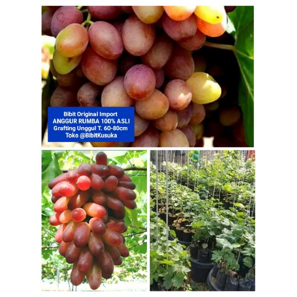 Jual Bibit Unggul Import ANGGUR RUMBA ORIGINAL Cepat Berbuah Kualitas ...
