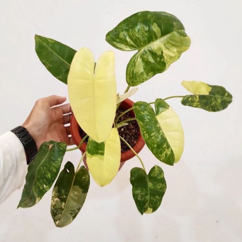 Jual Tanaman Hias Philodendron burle marx variegata / tanaman philo ...