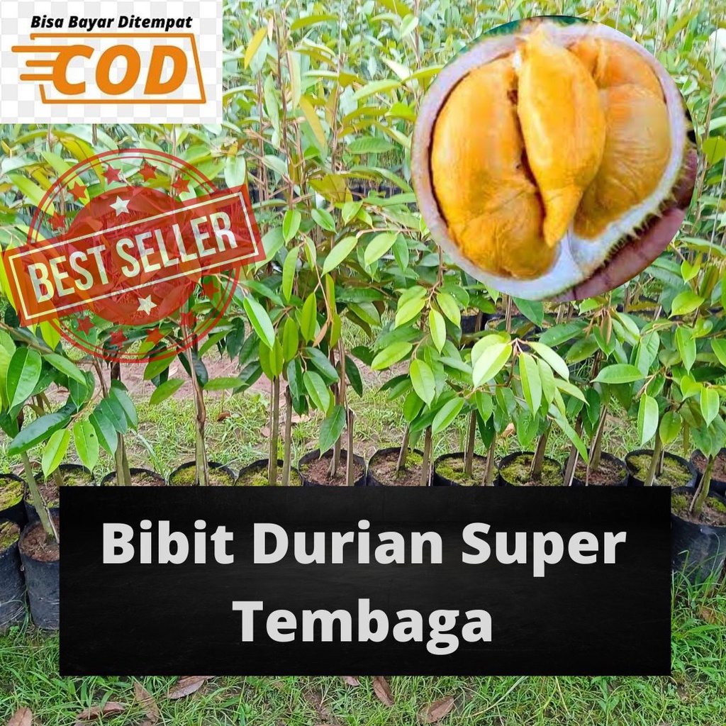 Jual GROSIR! Pohon Durian Super Tembaga / Bibit Durian Super Tembaga / Benih Durian Super ...